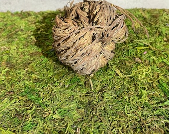Rose of Jericho Resurrection Plant - Etsy