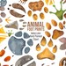 Watercolor Animal Footprints Clipart- Hand Painted PNG Animal Foot ...