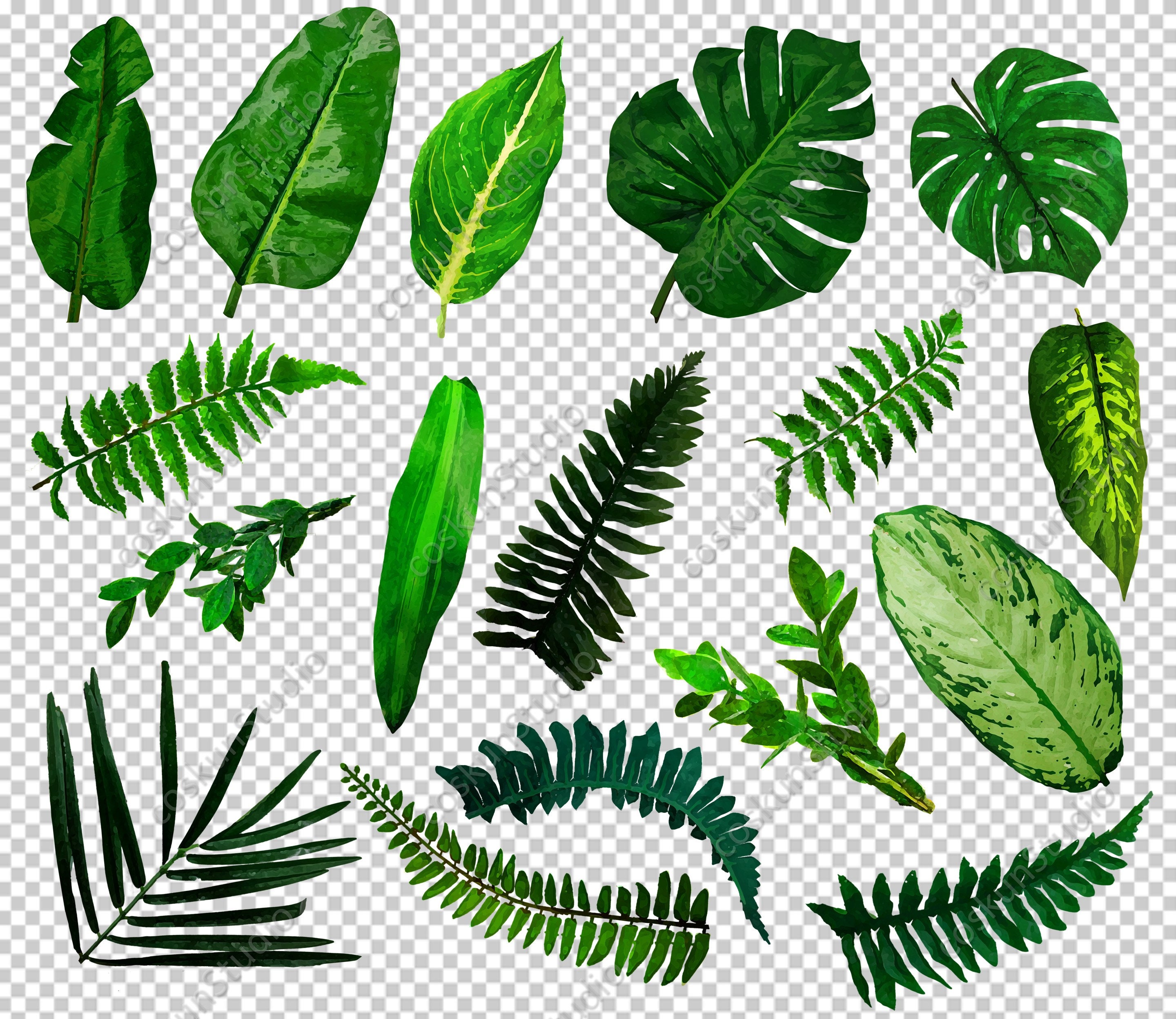 Real Rainforest Leaves