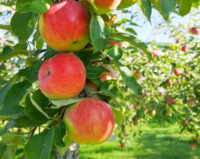 Santiam Red Gala Apple Tree on M7, Bare Root, Excellent Disease ...