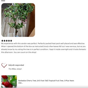 Grafted Sweet Southern Cherry Tree: Fruiting Age, Semi-dwarf - Etsy