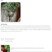 Grafted Sweet Southern Cherry Tree: Fruiting Age, Semi-dwarf - Etsy