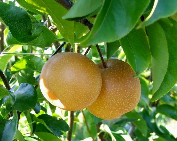 Wild Pear Tree, Pyrus Communis, Ornamental, Heavy Producer, White ...
