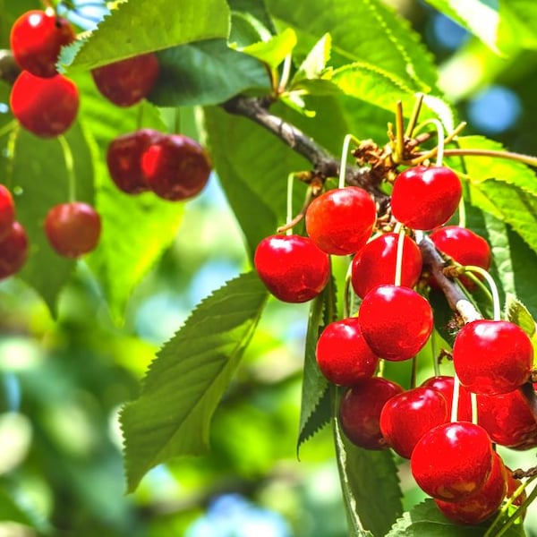 Dwarf Cherry Tree - Etsy