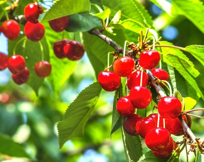 4-5 FT Grafted Black Tartarian Cherry Tree, Semi- Dwarf Size, Sweet ...