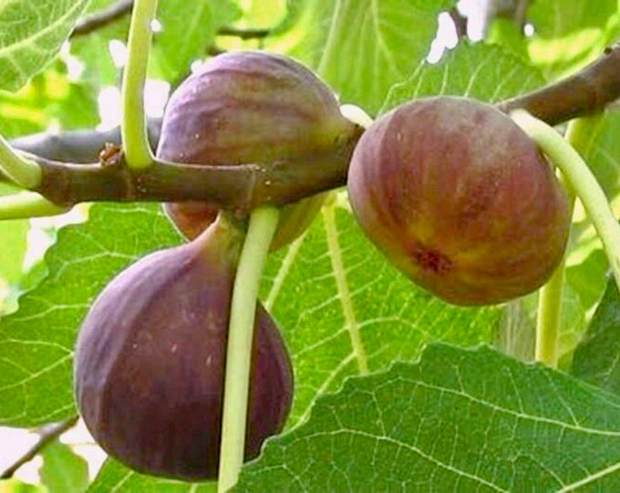 Fig Tree Celeste Dwarf Fig Tree Edible Figs Starter Fig - Etsy