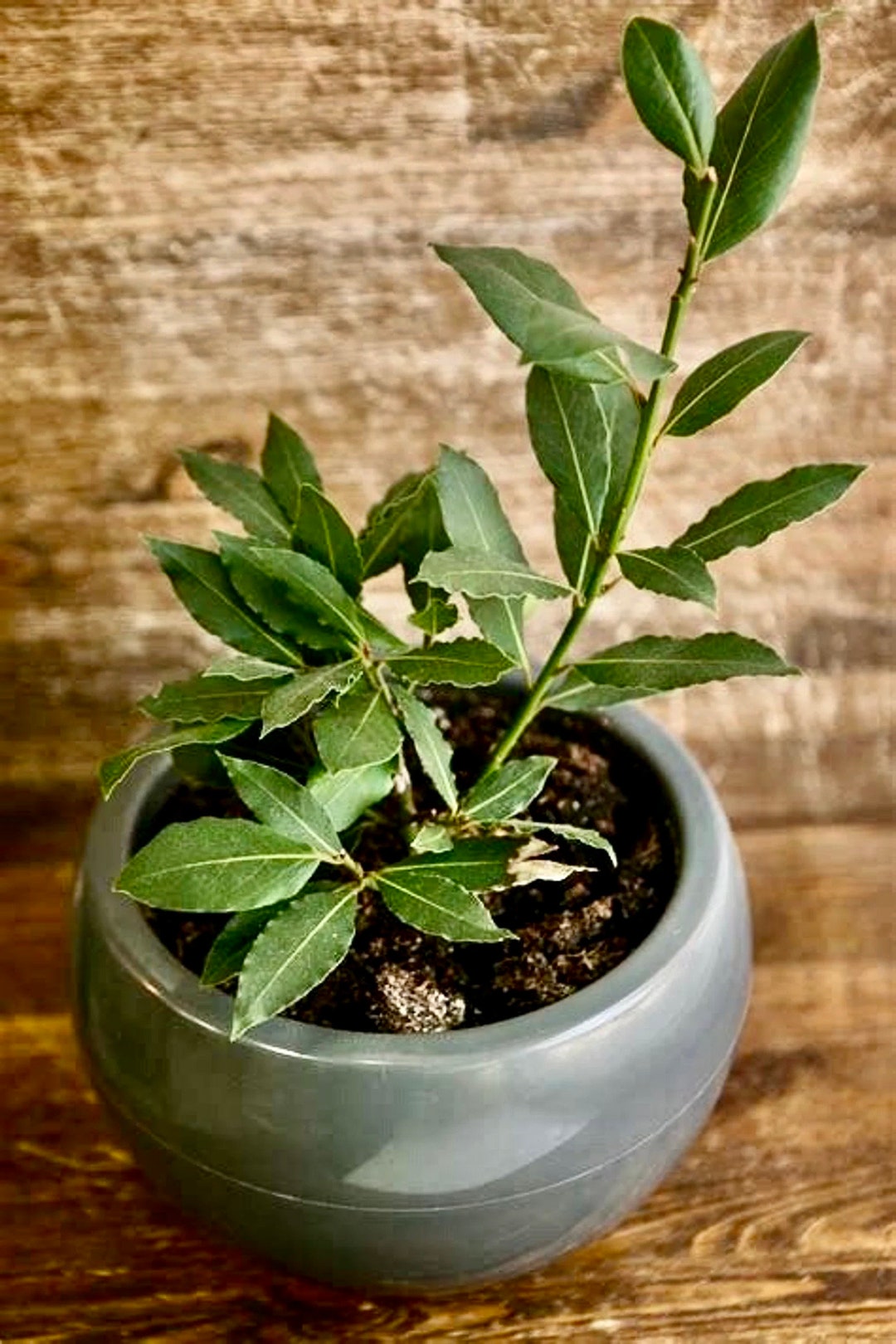 Bay Laurel Plant: Sweet Bay Tree - Aromatic Cooking Herb - Etsy