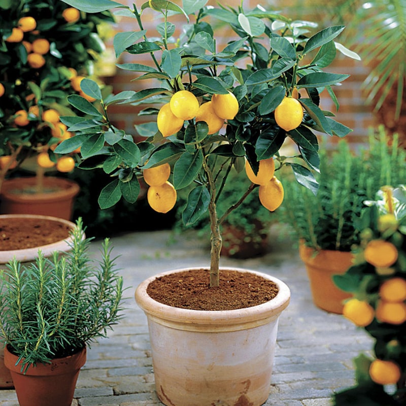 Grafted Meyers Lemon Tree - Etsy