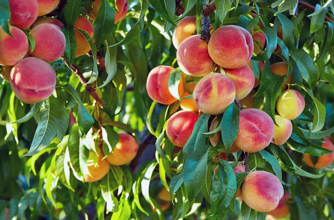 Peach Trees, Tall 4 +/- Feet Tall Grafted Tree, Fruiting Age! - Etsy