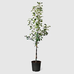 Crisp "fuji” Apple Tree, Premium Grafted Tree -> We Do Not Ship to CA ...