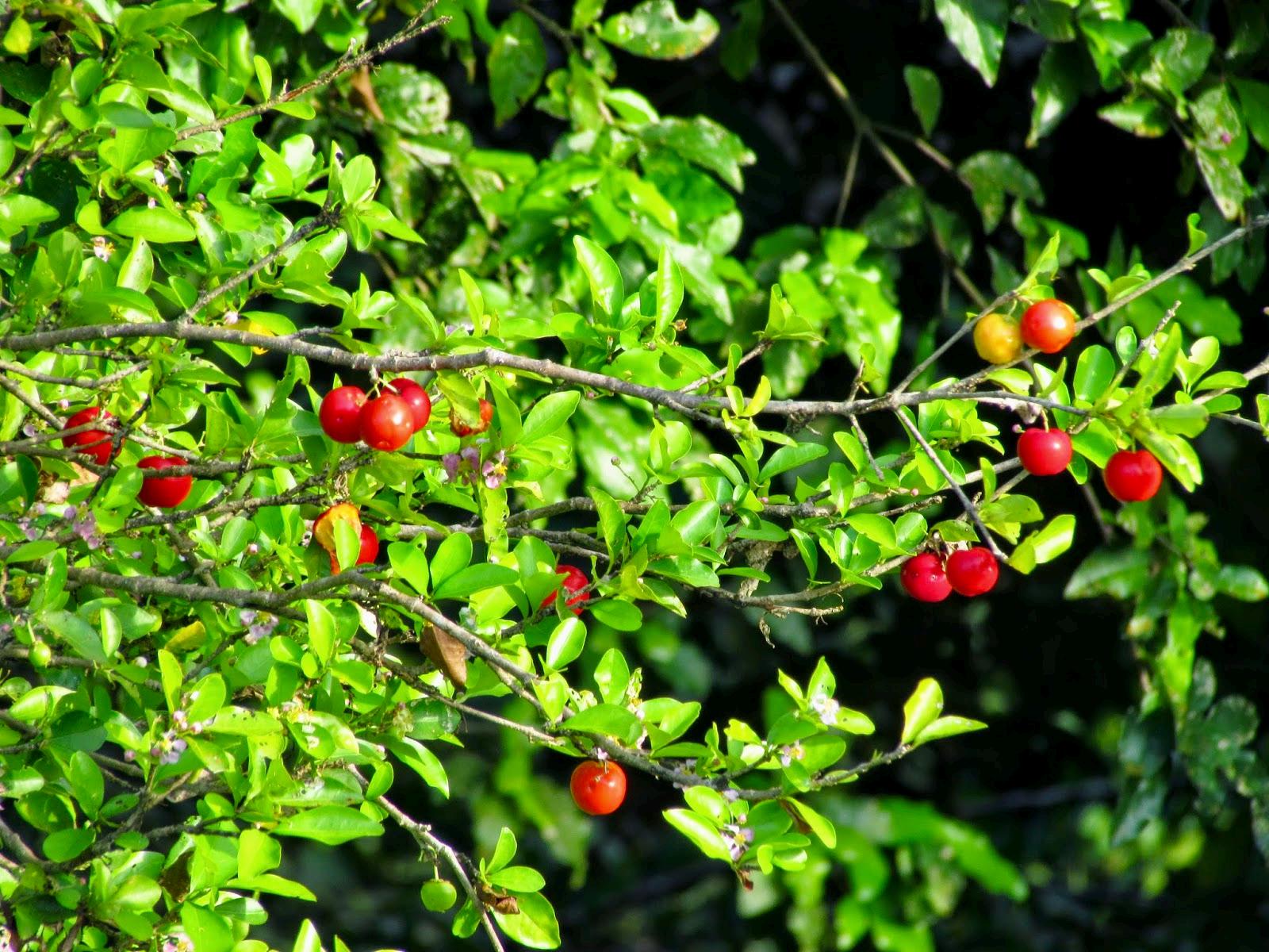 Grafted Sweet Southern Cherry Tree: Fruiting Age, Semi-dwarf - Etsy