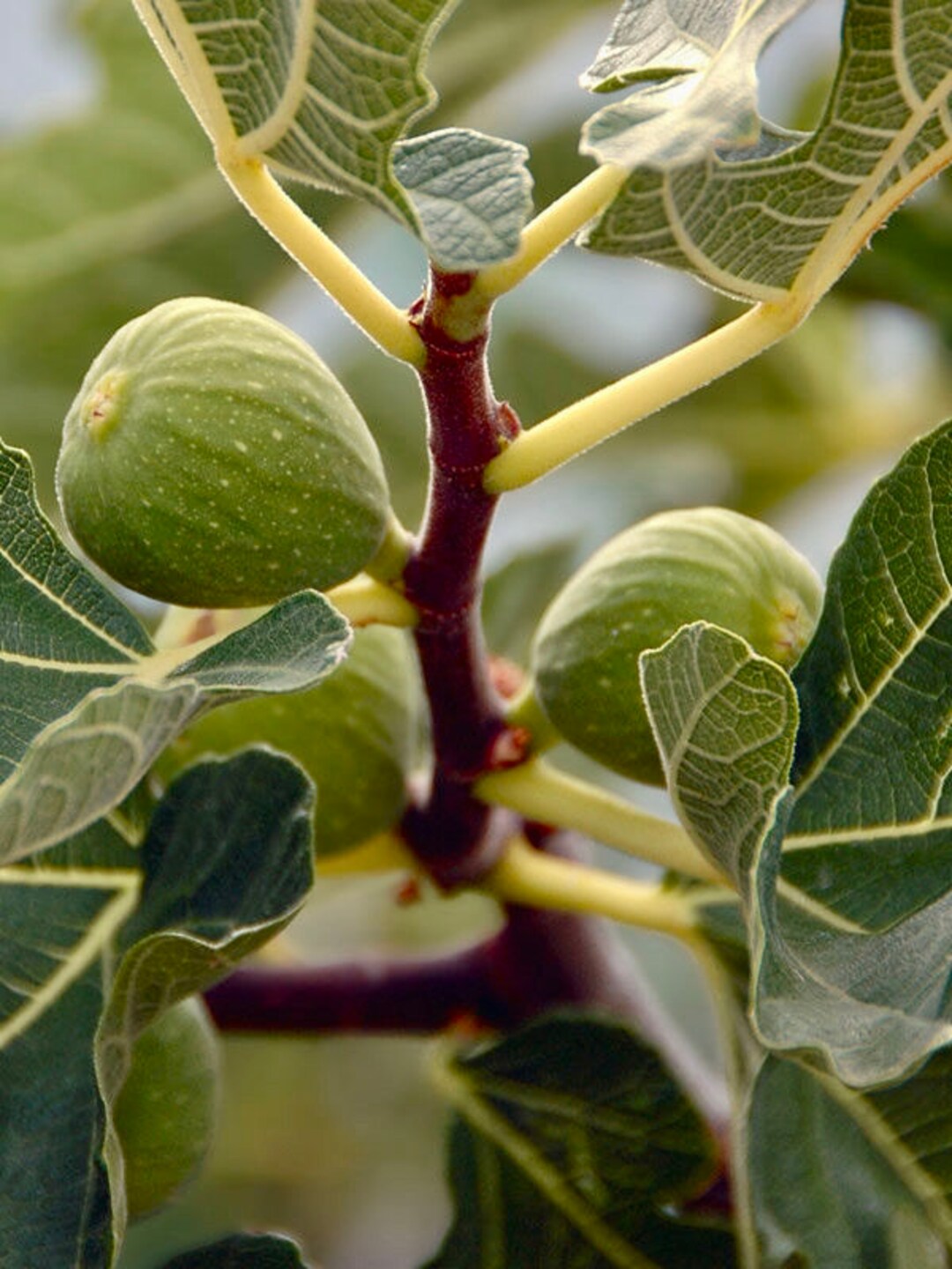Fig Tree white Kadota Fig 5-6 Tall Trees, These Sweet Figs Are Often ...
