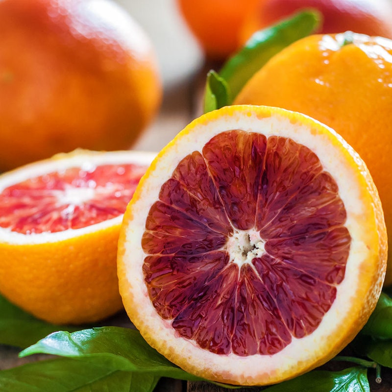 Dwarf Red Orange Tree - Etsy