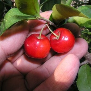 Grafted Sweet Southern Cherry Tree: Fruiting Age, Semi-dwarf - Etsy