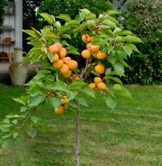 Dwarf Apricot Tree