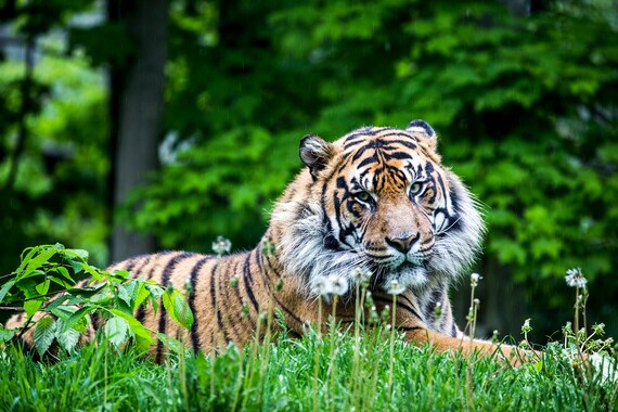 Zoo Toronto Zoo Tiger Sumatran Tiger Big Cat Wild Cat - Etsy