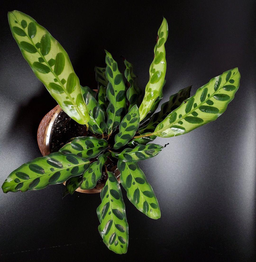 Goeppertia Insignis/calathea Lancifolia rattlesnake - Etsy