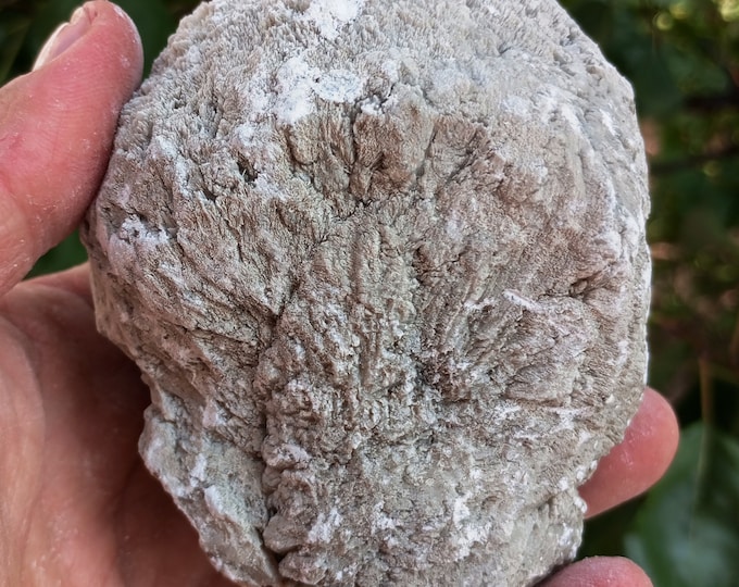 Marvelous Acicular Crystals Hydroboracite Boron Sun Uv Reactive ...