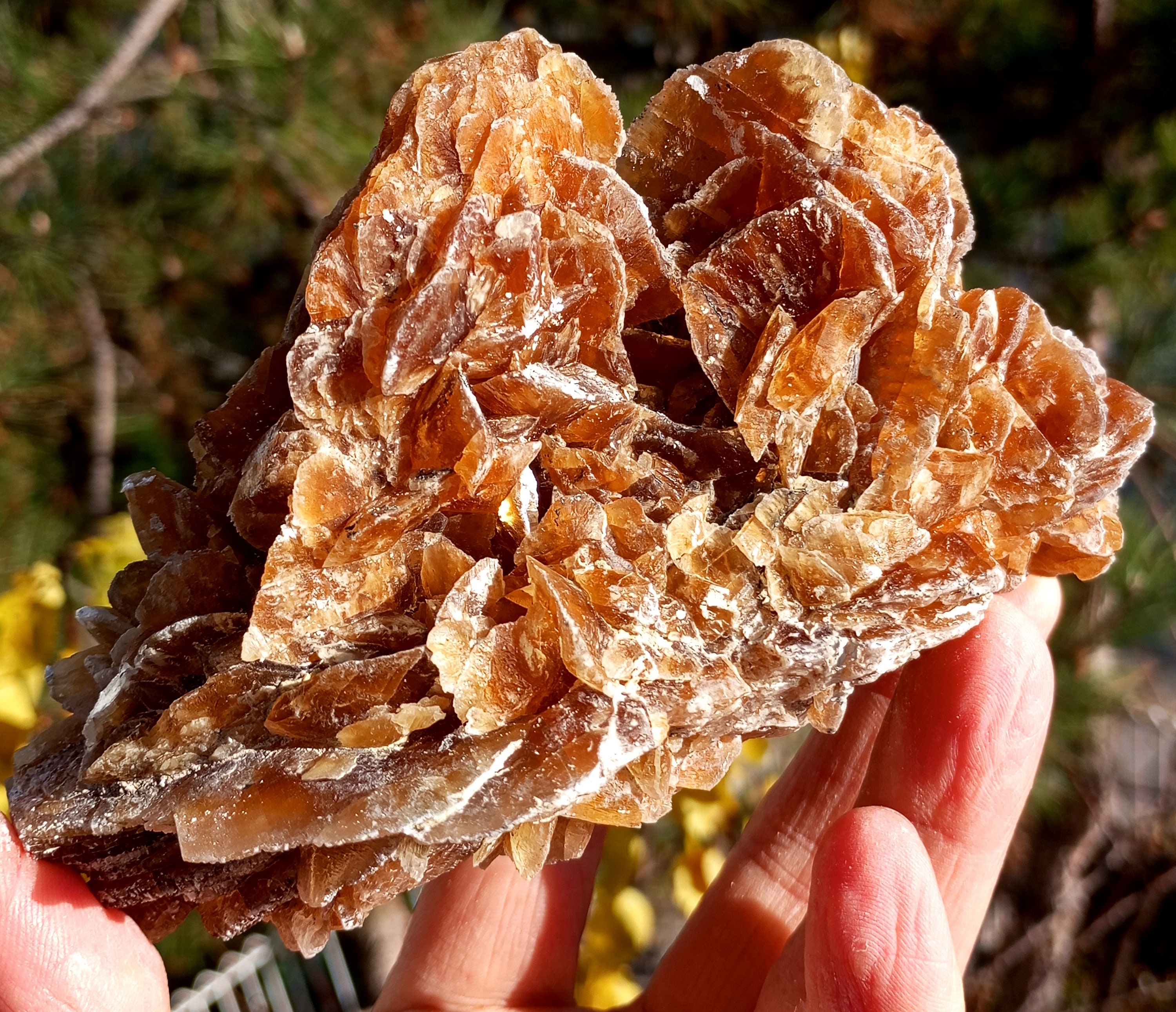 Golden Selenite Crystal Cluster Uv Reactive Fluorescent Mineral ...