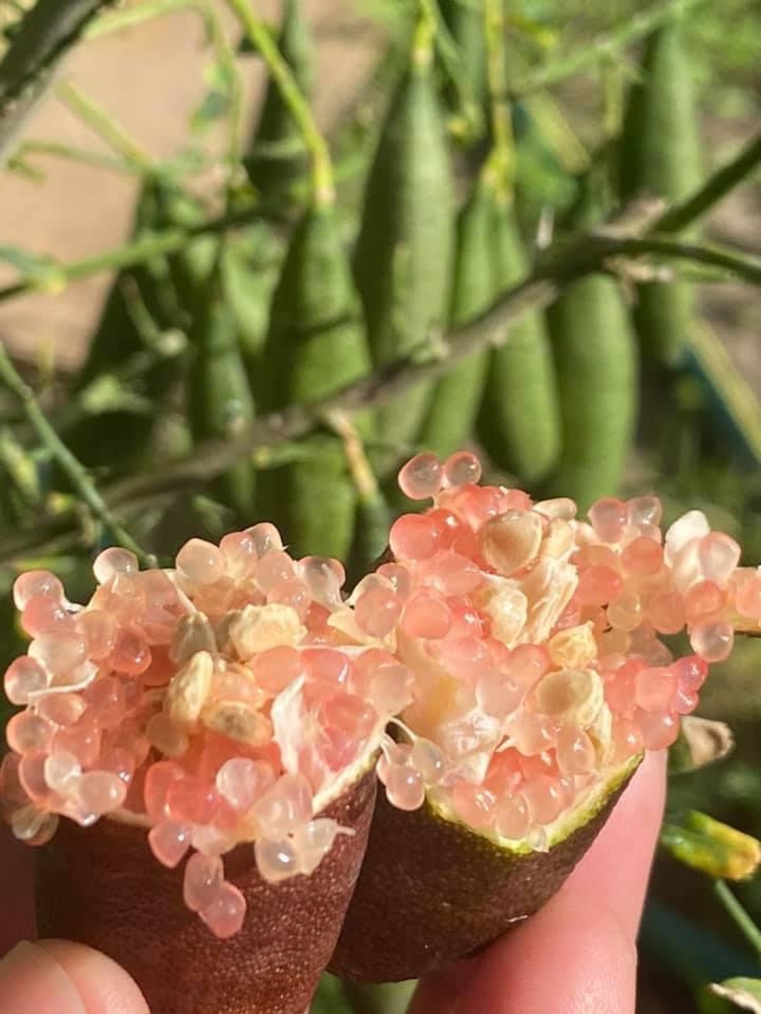 Red Pulp Finger Lime Seeds - Etsy