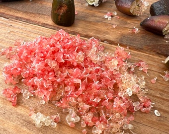 Australian Red Pulp Finger Lime Tree Please Read in Full - Etsy