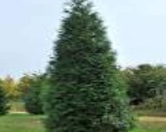 Thuja Green Giant Arborvitae---- 100 Evergreen Trees - Etsy