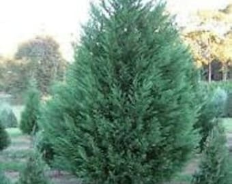 Murray Cypress Tree - Etsy