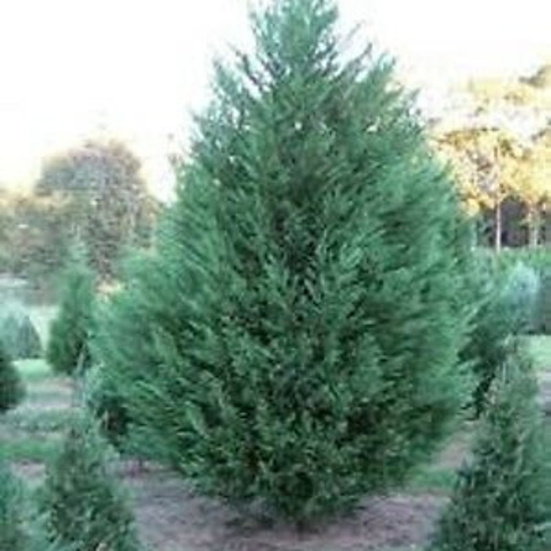 Cypress Evergreen Tree - Etsy