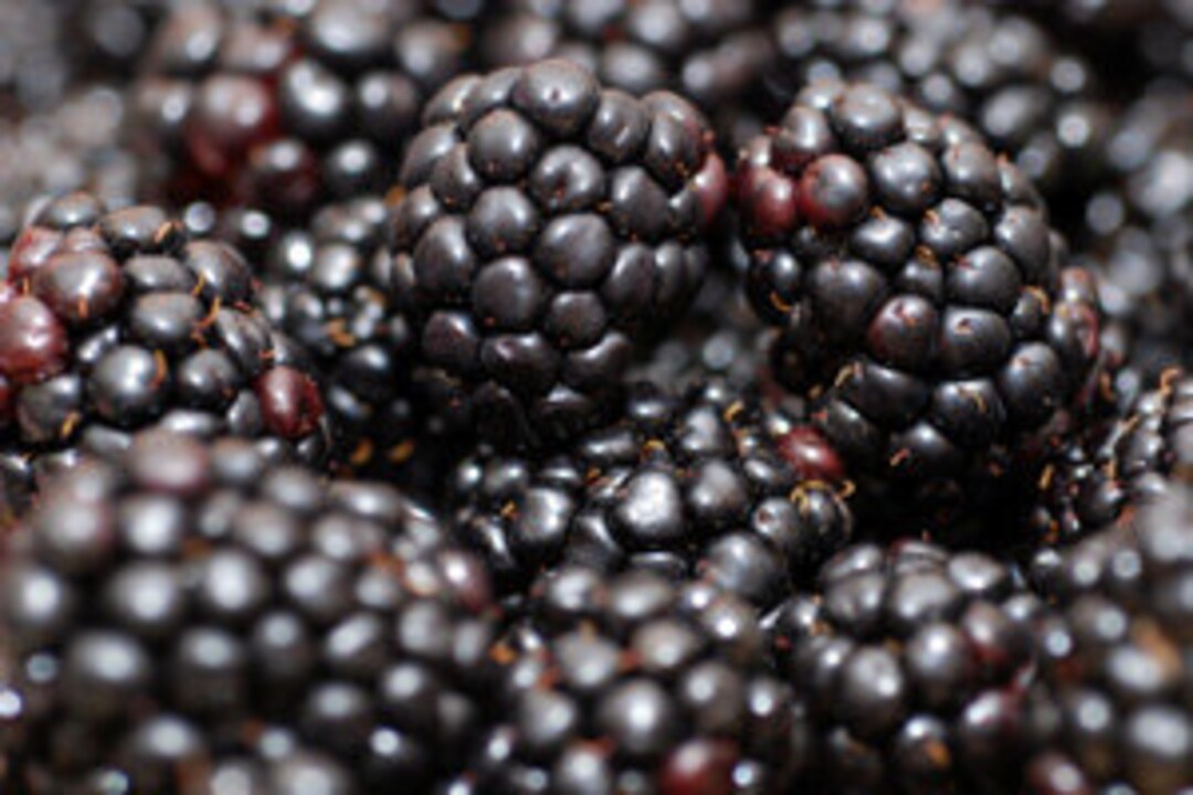 Thornless Blackberry Plants, Arapaho and Apachee (one of Each), Free ...