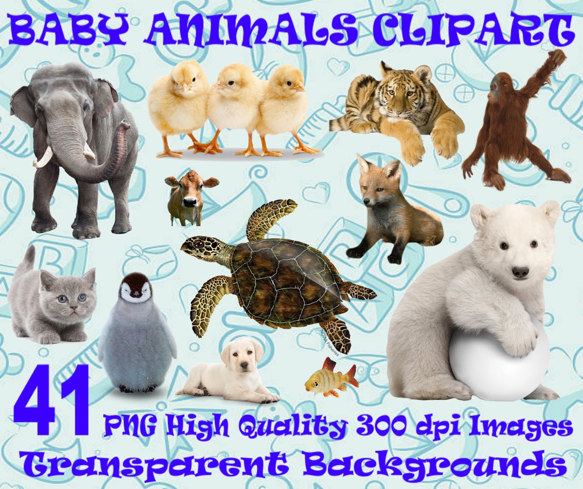 Baby Animals Clipart Pack 41 PNG 300 Dpi PNG Transparent - Etsy