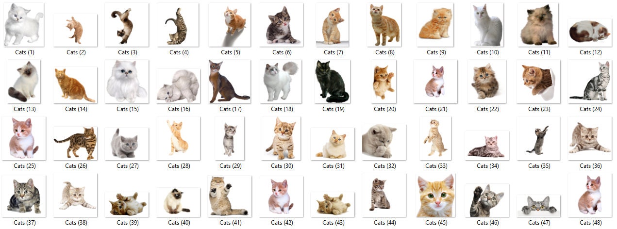 Cats Clipart Pack 123 PNG 300 Dpi PNG Transparent Background - Etsy