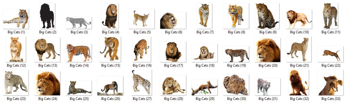 Big Cats Clipart Set: 89 PNG Animal Images (digital Download) - Etsy Canada