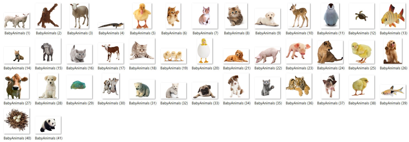 Baby Animals Clipart Pack 41 PNG 300 Dpi PNG Transparent - Etsy