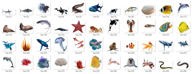 Sea Creatures Clipart Set 84 PNG 300 Dpi PNG Transparent - Etsy