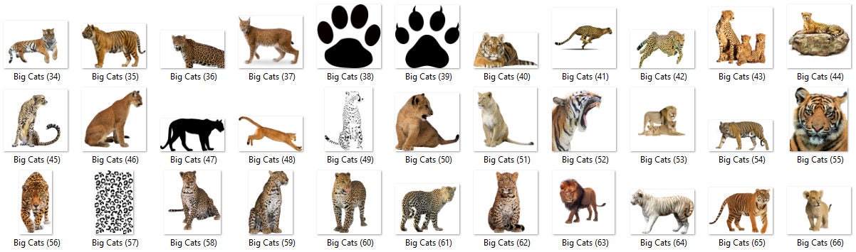 Big Cats Clipart Set: 89 PNG Animal Images (digital Download) - Etsy Canada