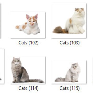 Cats Clipart Pack 123 PNG 300 Dpi PNG Transparent Background Images ...
