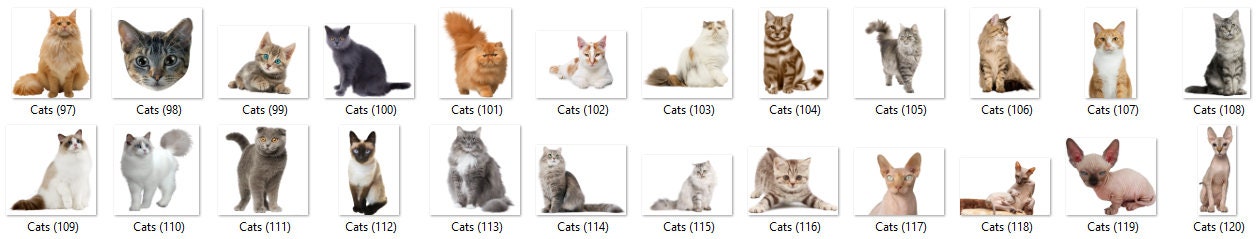 Cats Clipart Pack 123 PNG 300 Dpi PNG Transparent Background - Etsy
