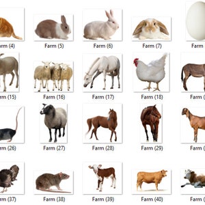 Farm Animals Clipart Pack 85 PNG 300 Dpi PNG Transparent Background ...