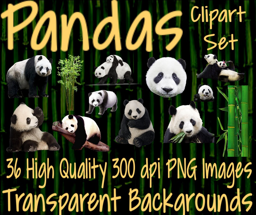 Pandas Clipart Pack 36 PNG 300 Dpi PNG Transparent Background Images ...