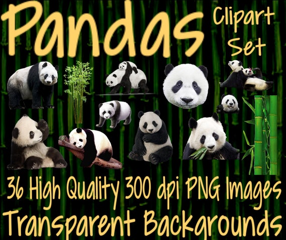 Pandas Clipart Pack 36 PNG 300 Dpi PNG Transparent Background | Etsy