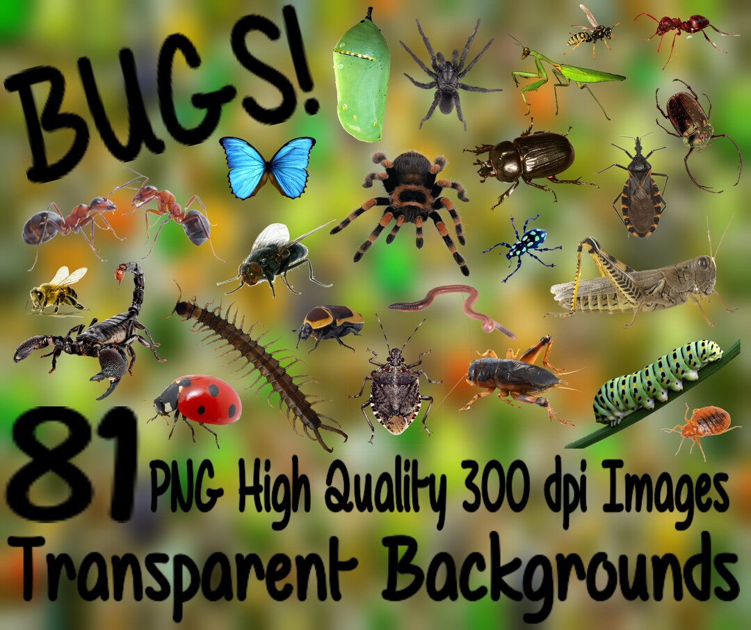 Bugs Clipart 81 imágenes PNG 300 dpi PNG fondo transparente - Etsy México