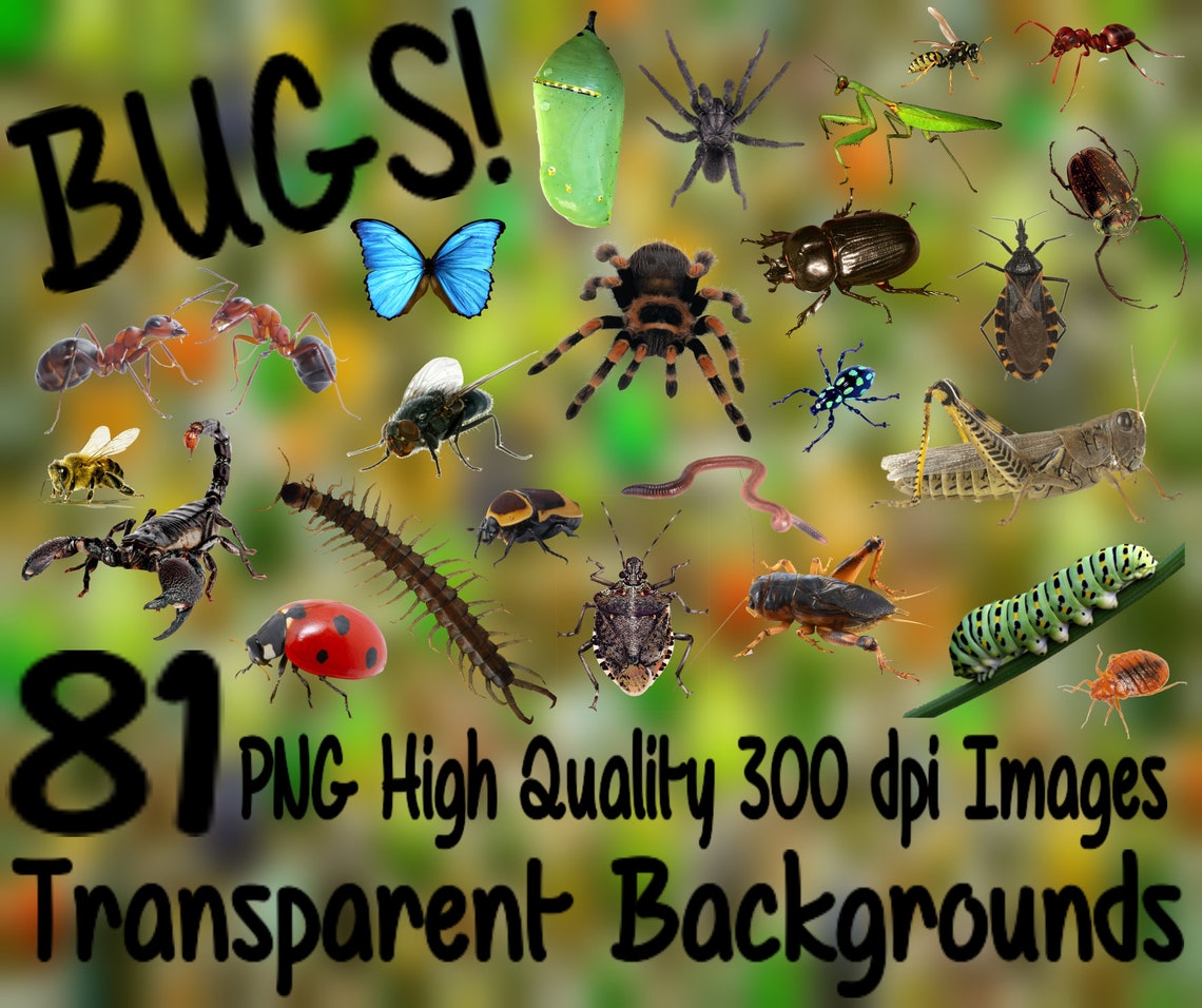 Bugs Clipart 81 Images PNG 300 Dpi PNG Transparent Background | Etsy Canada