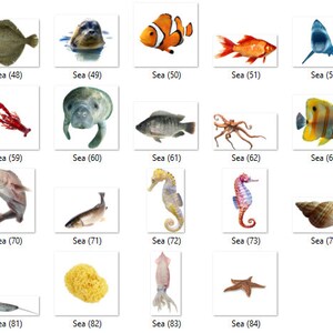 Sea Creatures Clipart Set 84 PNG 300 Dpi PNG Transparent Background ...