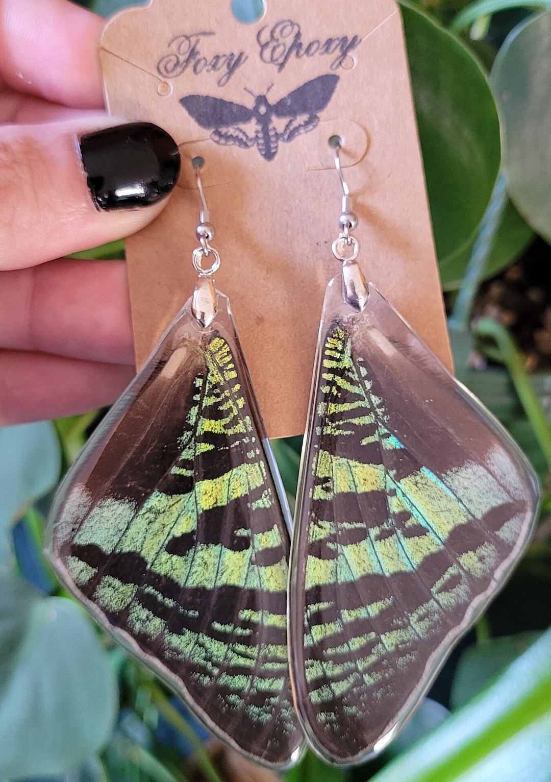 Real Madagascan Sunset Moth Wing Earrings, Jewelry, Taxidermy, Nature ...