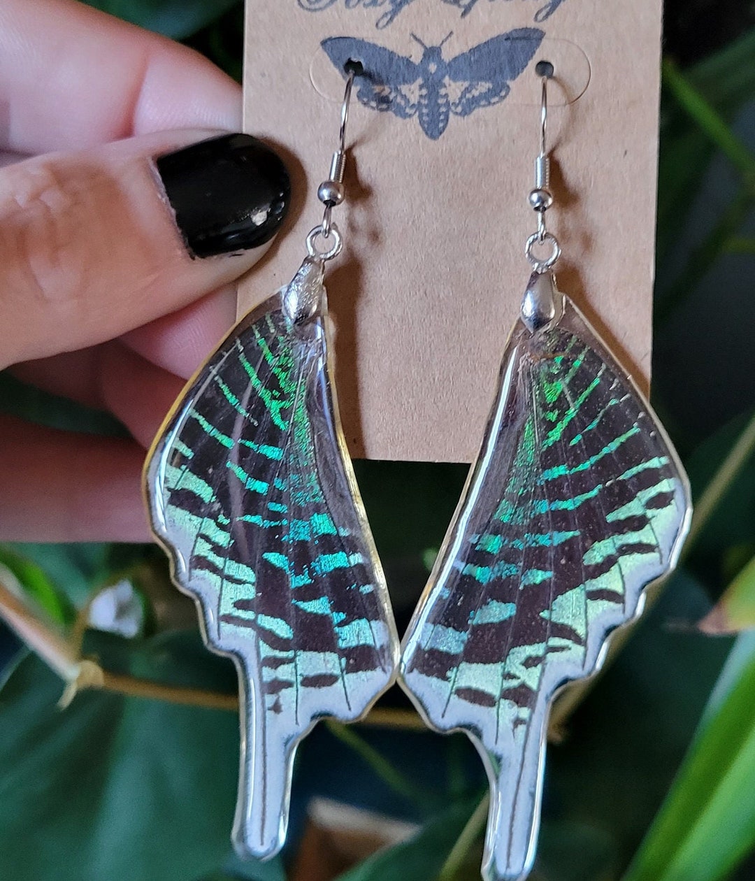 Real Green-banded Urania Moth Wing Earrings - Etsy