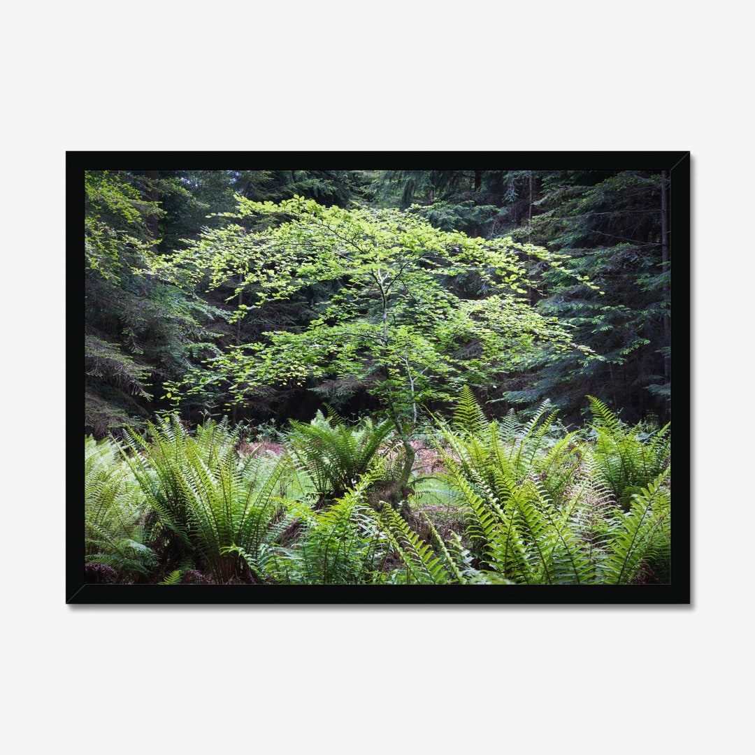 Tree of Life: Forest Photography, Photo Print, Wall Art, Nature Wall ...