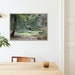 Shades of Nature: Forest Scene, Forest Landscape, Photo Print, Wall Art ...
