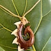 Koa Wood & Shark Teeth Fish Hook Maori Tribal Curved Fish Hook Pendant ...