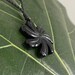 Genuine Black Jade Flower Design Adjustable Black Hemp Cord Pendant - Etsy