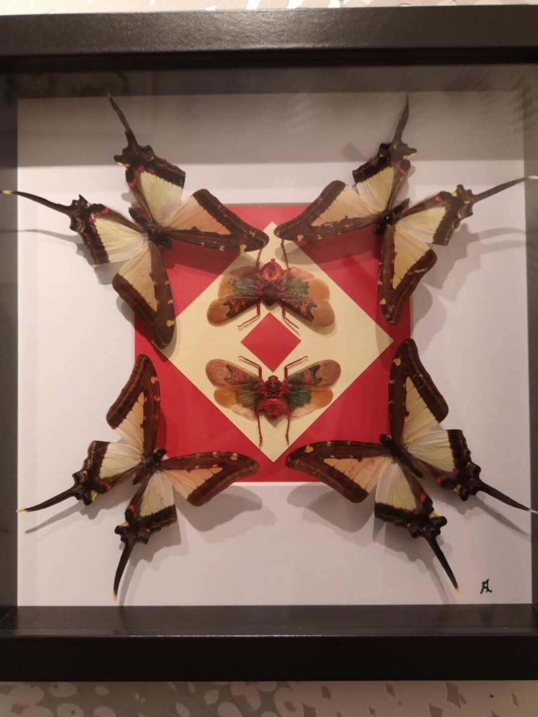 Frame Neographium Butterflies and Fulgorid Insects. Red and Cream. Art ...